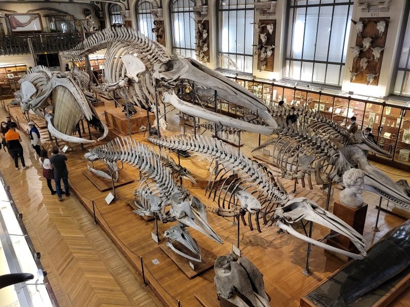 National Museum of Natural History - Musée d'histoire naturelle au ...