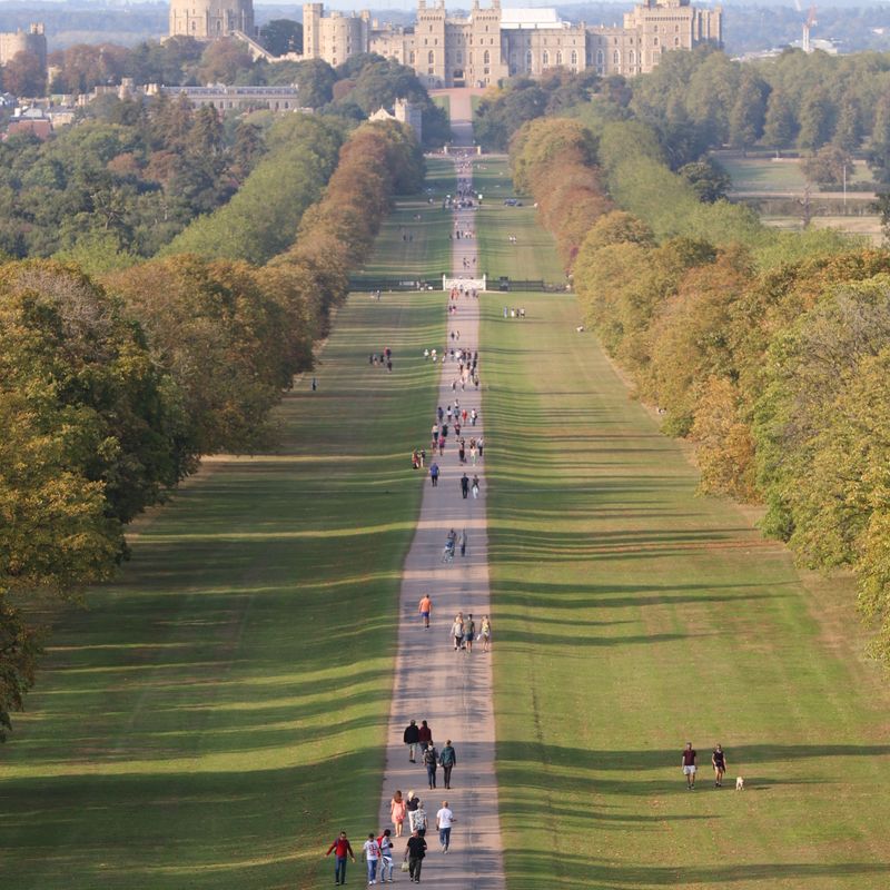 Windsor Great Park - Królewski las i park w Berkshire, Anglia.