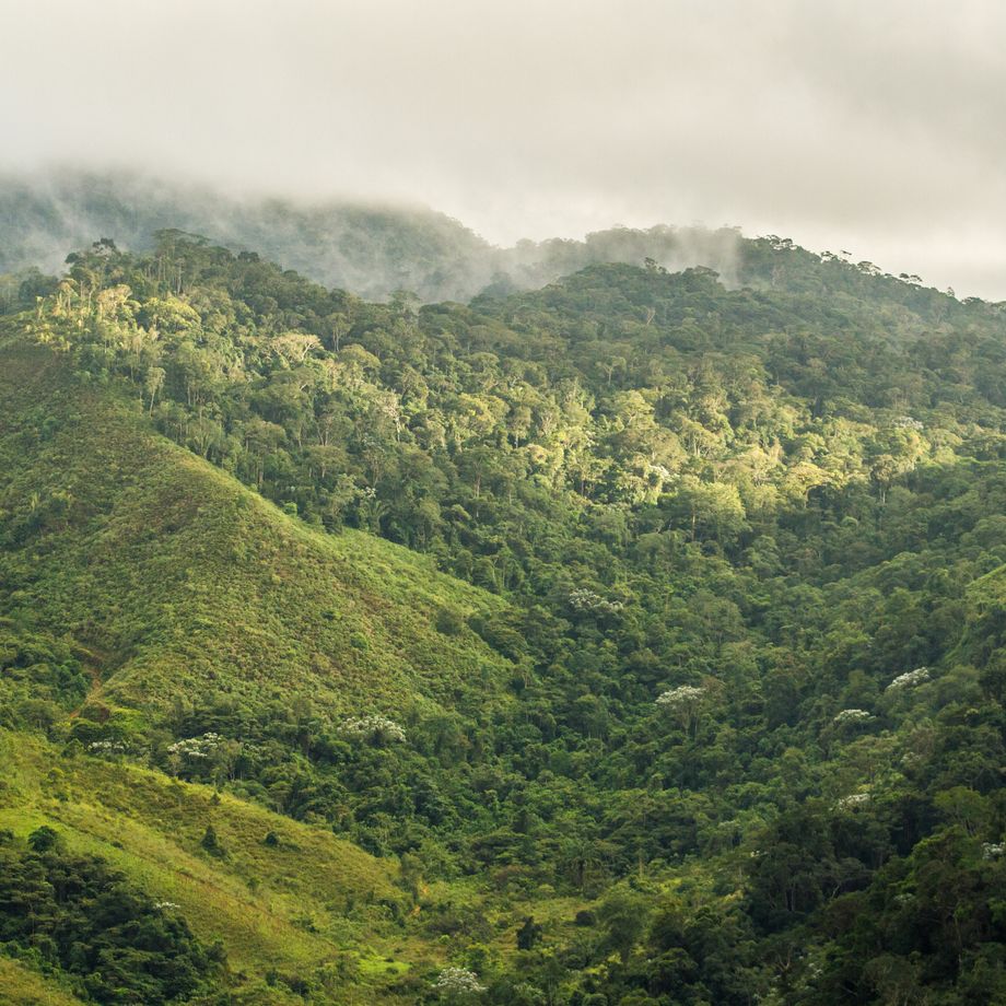 Côte de la découverte – Réserves de la forêt atlantique - Réserves ...