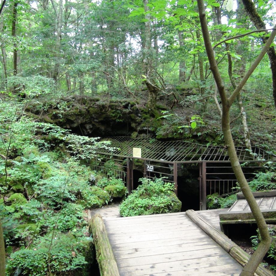 Aokigahara - Forêt près du Mont Fuji, Japon