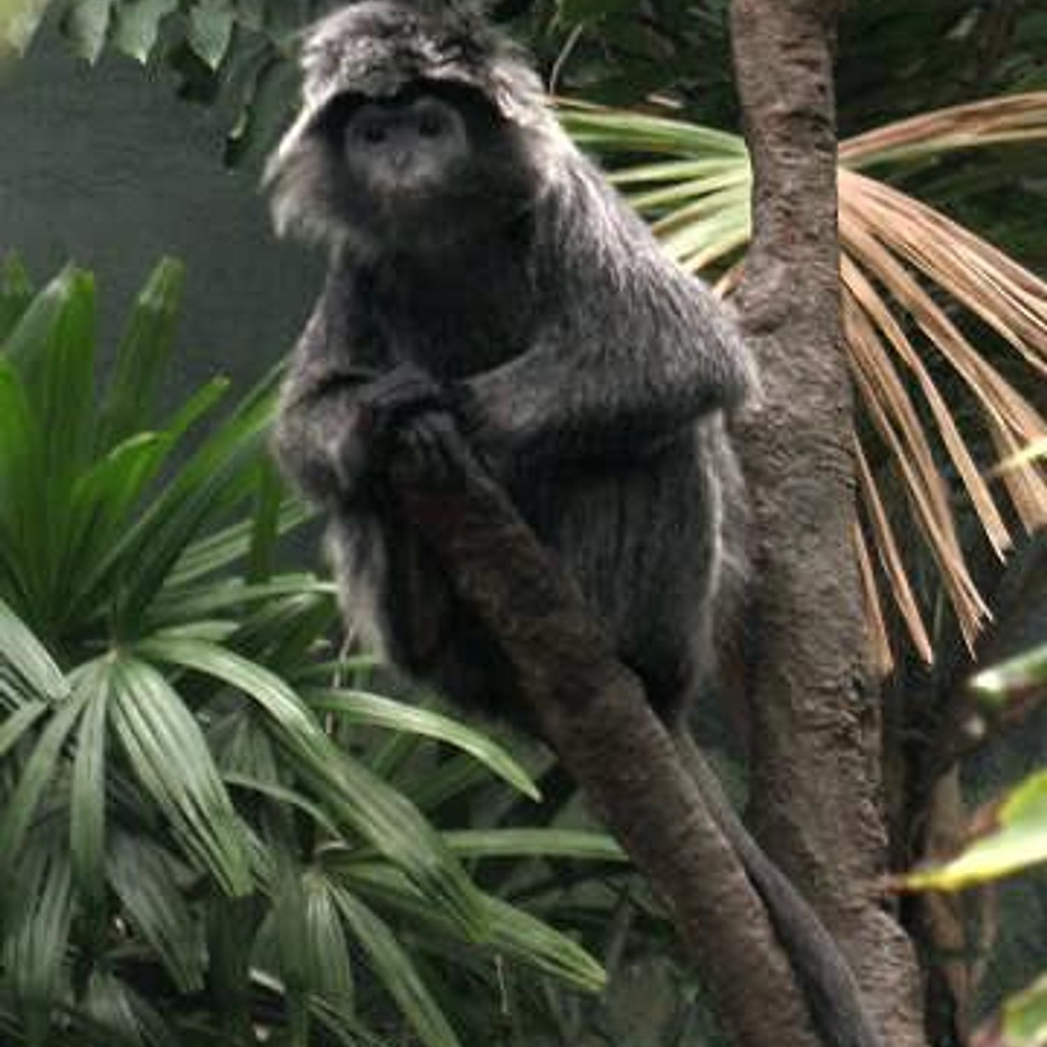 Parque nacional de Gunung Halimun - Parque nacional en Java Occidental ...