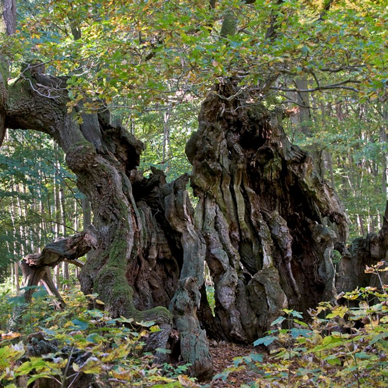 Kongeegen - Ancient oak tree in Nordskoven, Denmark.